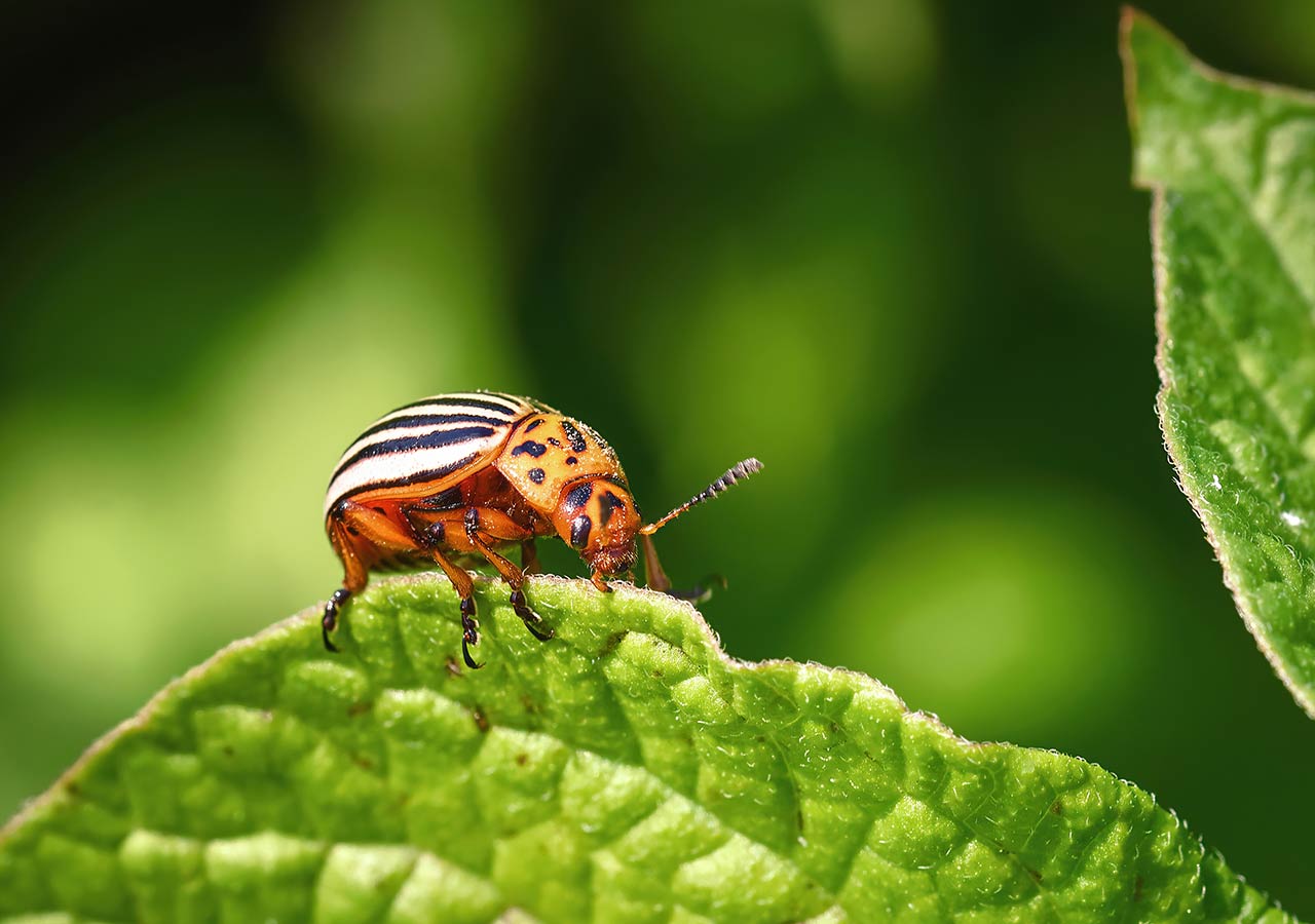 Technology - Termico